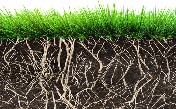 Top Soil: In The Garden & On The Farm – TruBeef Organic