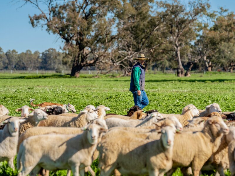 Organic, Grass-fed Pasture-raised Dorper Lamb | TruBeef Organic Lamb